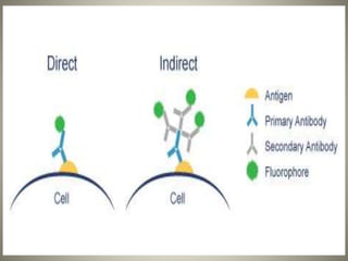 Immunofluorescence technique
