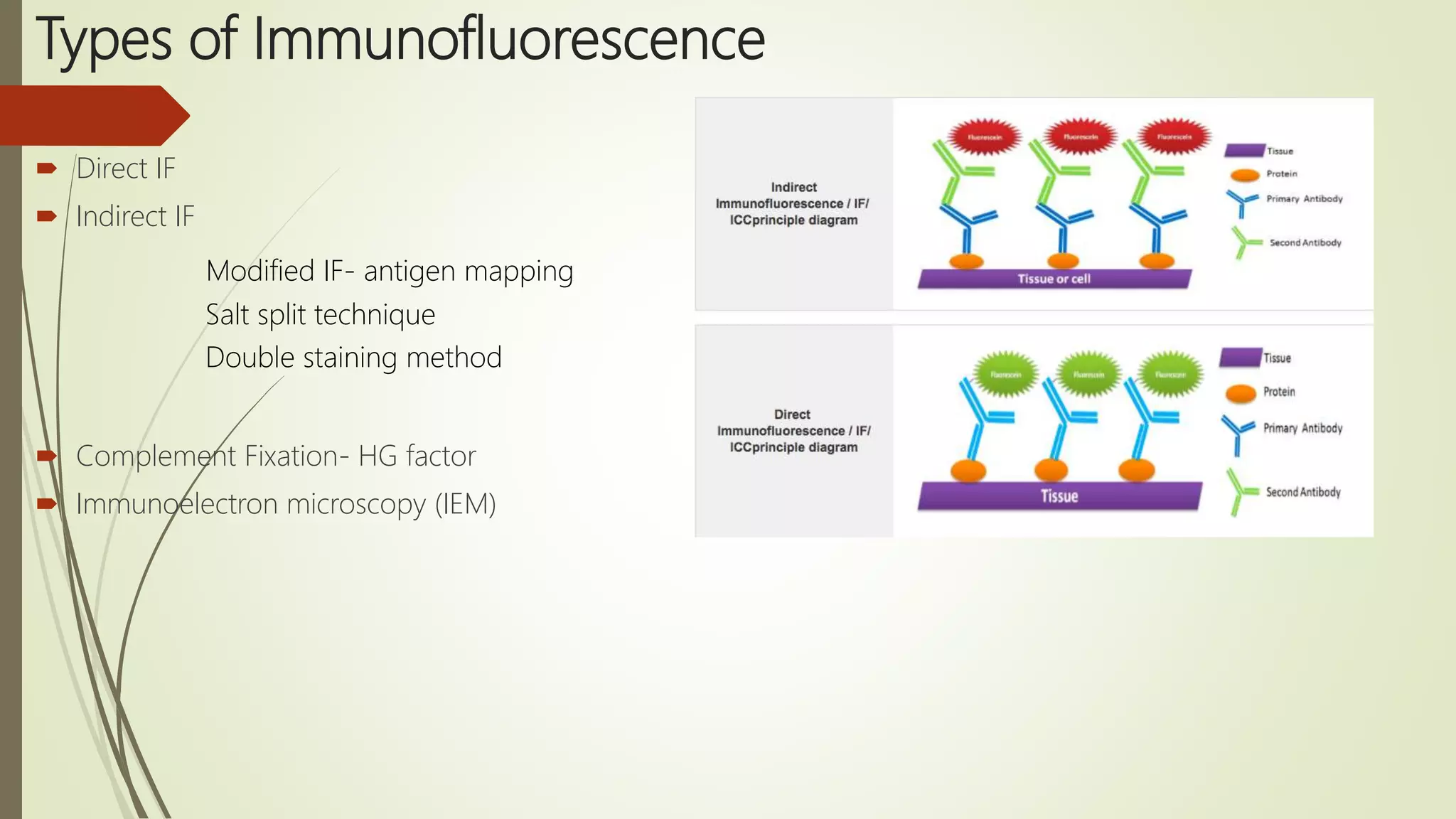 Immunofluorescence in dermatopathology | PPTX