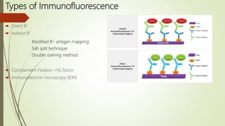 Immunofluorescence in dermatopathology | PPTX