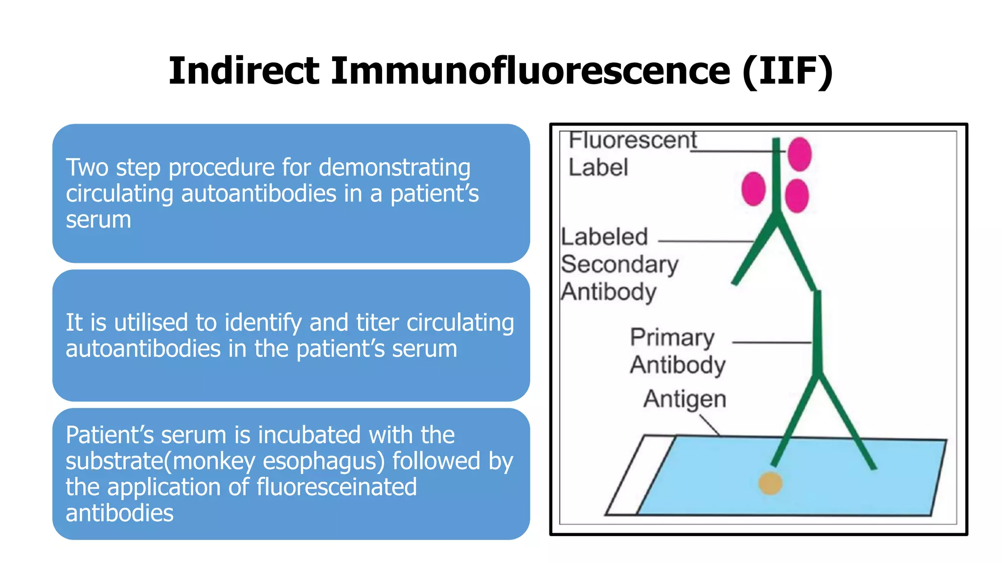 Immunofluorescence in dermatopathology | PPTX