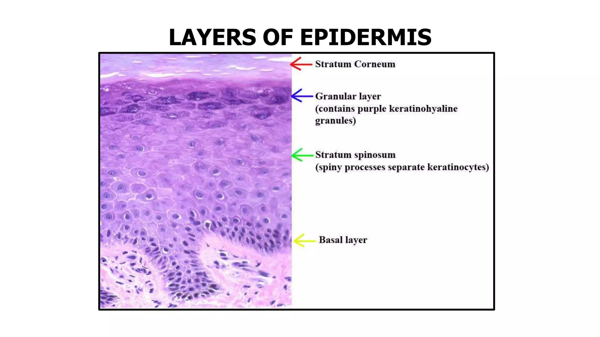Immunofluorescence in dermatopathology | PPTX