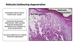 Immunofluorescence in dermatopathology | PPTX