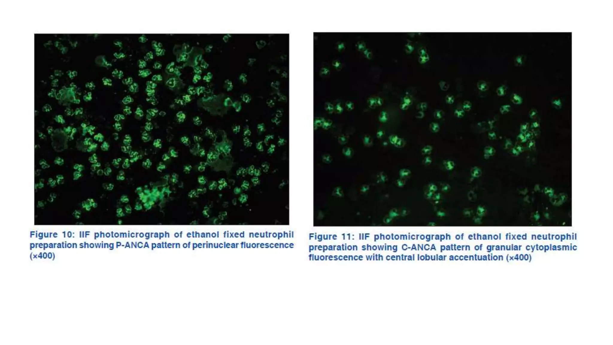 Immunofluorescence Microscopy ...final.pptx