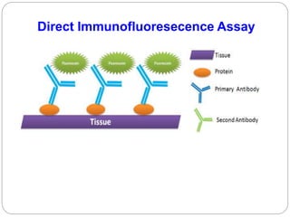 Immunofluorescence (IF) Test | PPT