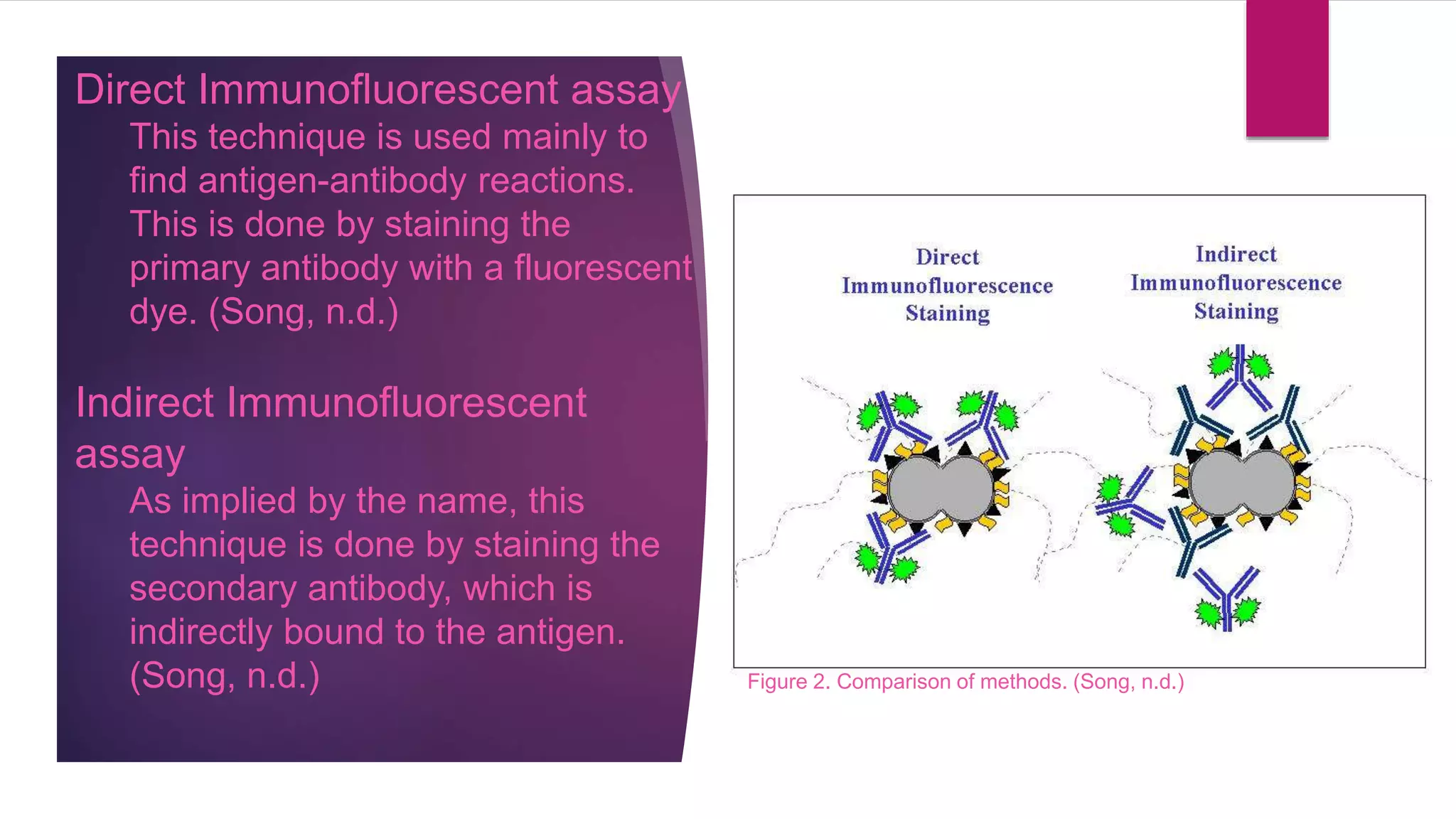 Immunofluorescent labeling techniques | PPTX