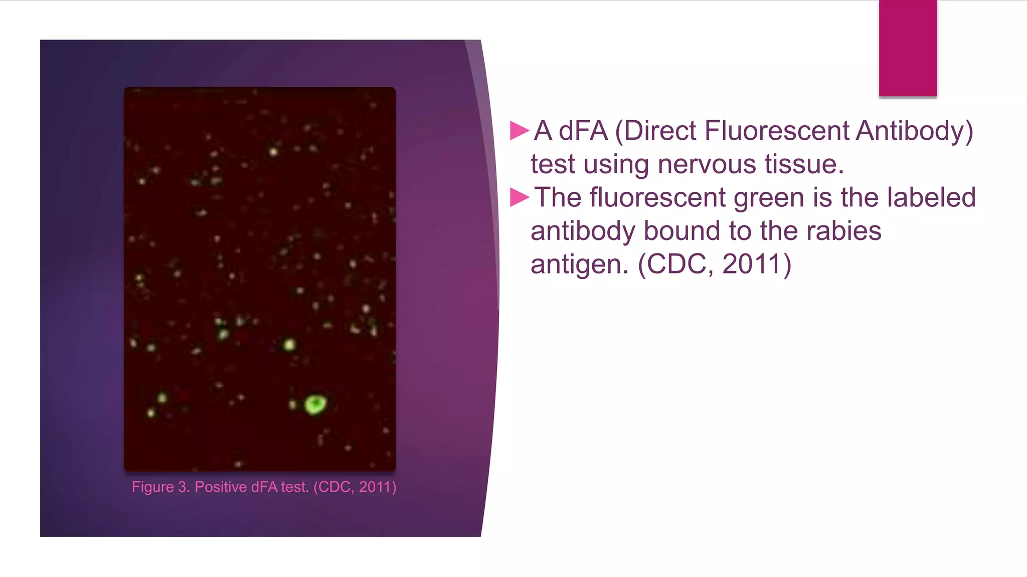 Immunofluorescent labeling techniques | PPT