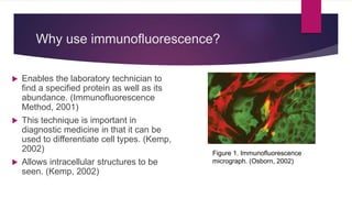 Immunofluorescent labeling techniques | PPT