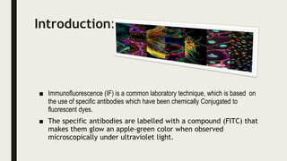 immunoflurescence | PPTX