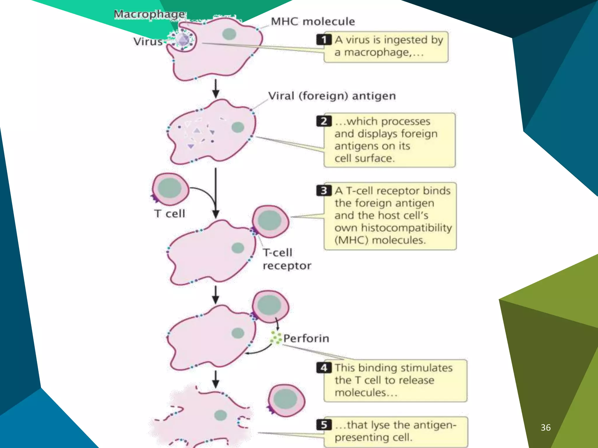 immunogenetics.pptx