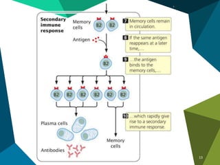 immunogenetics.pptx