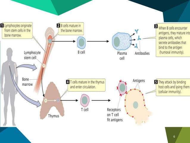 immunogenetics.pptx | Genetics | Science