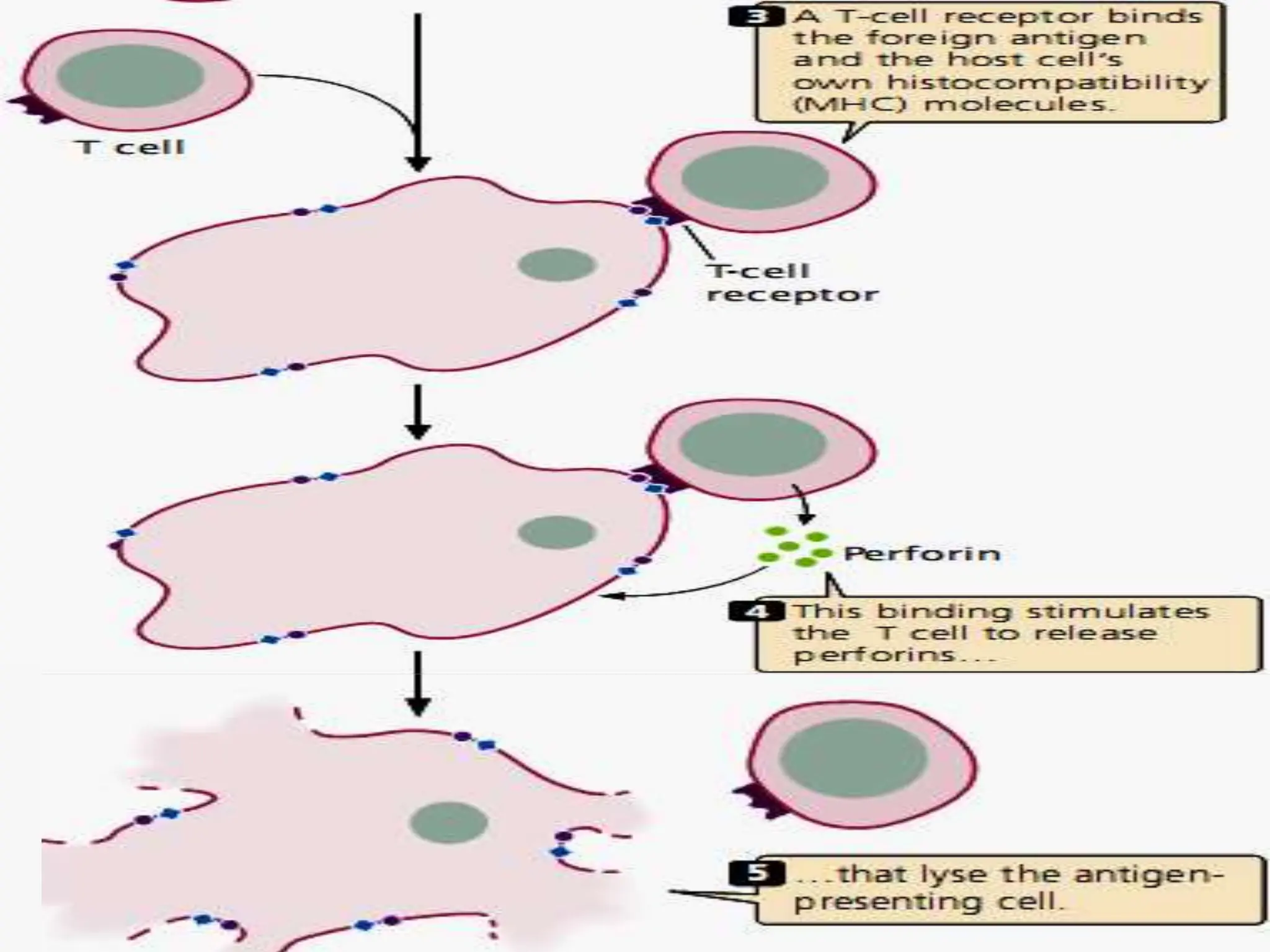 Immunogenetics.ppt