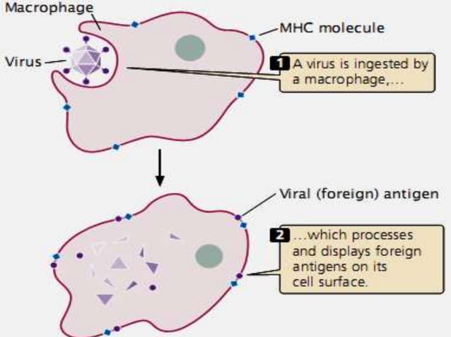 Immunogenetics.ppt