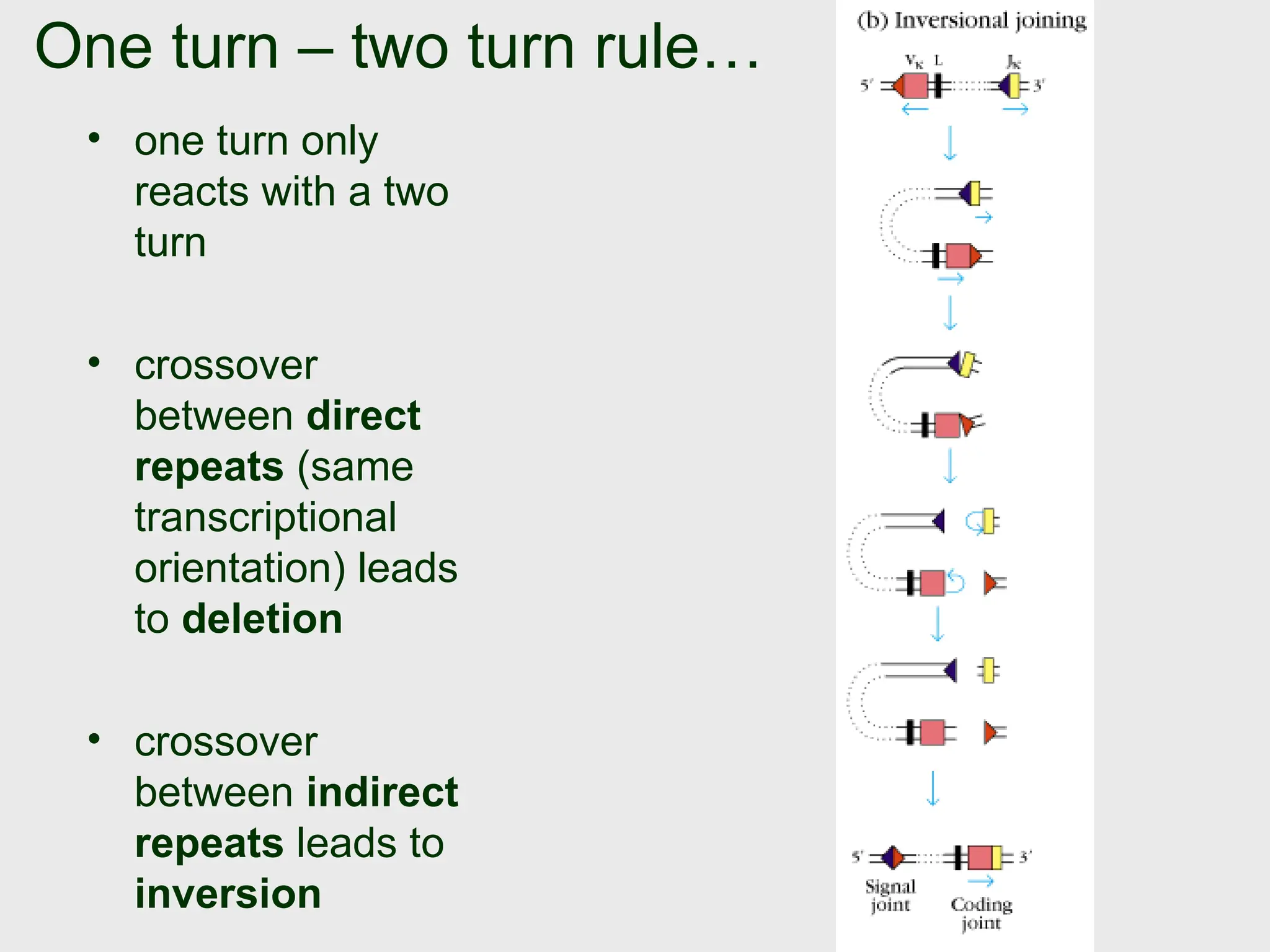 What is Immunogenetics and Cassettes rearrangemnet.ppt