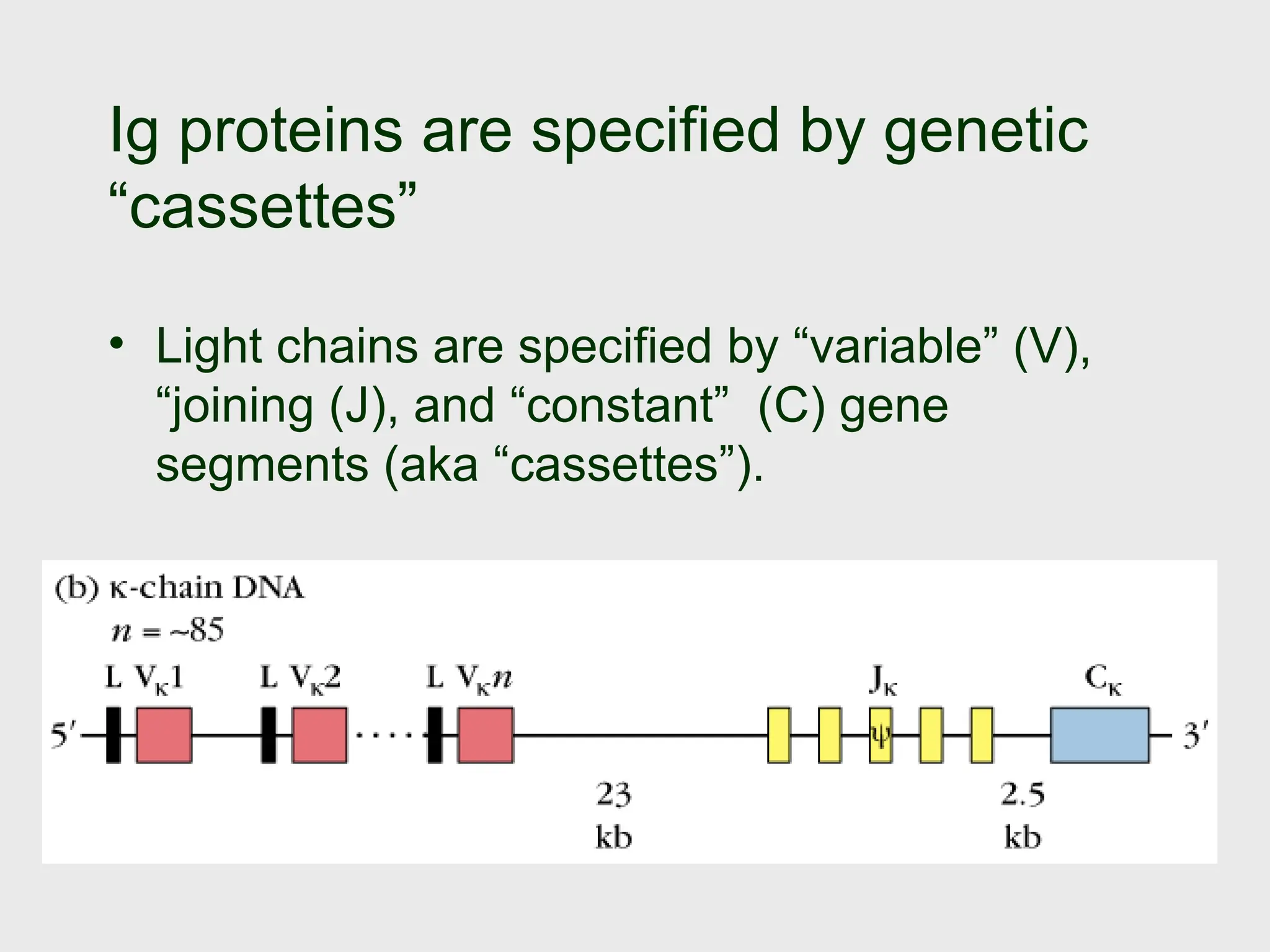 What is Immunogenetics and Cassettes rearrangemnet.ppt