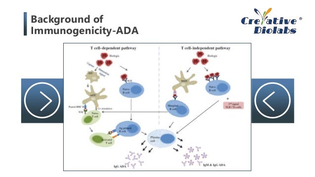 Immunogenicity overview of therapeutic biologics