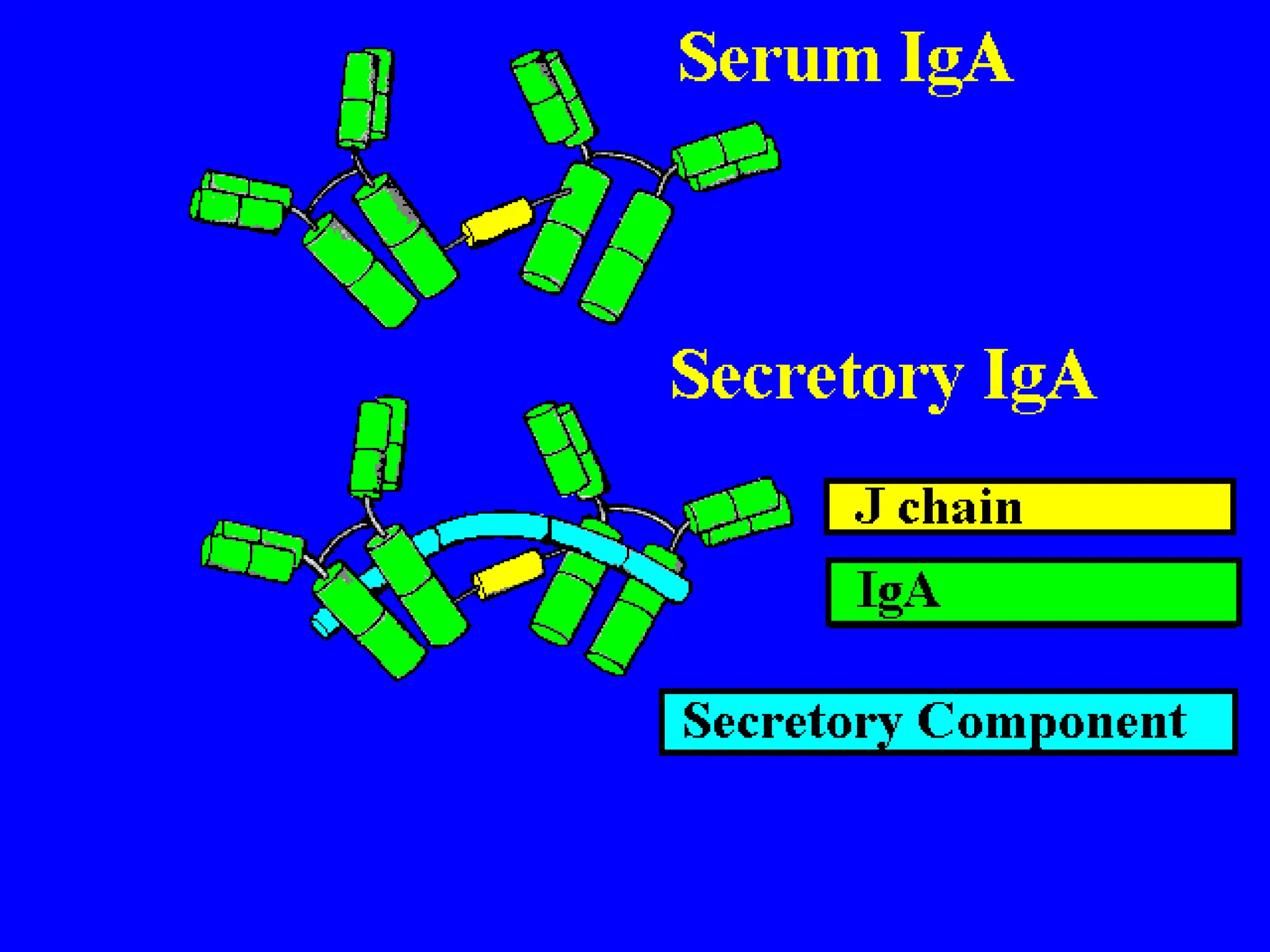 Immunoglobulin Structure and function.ppt