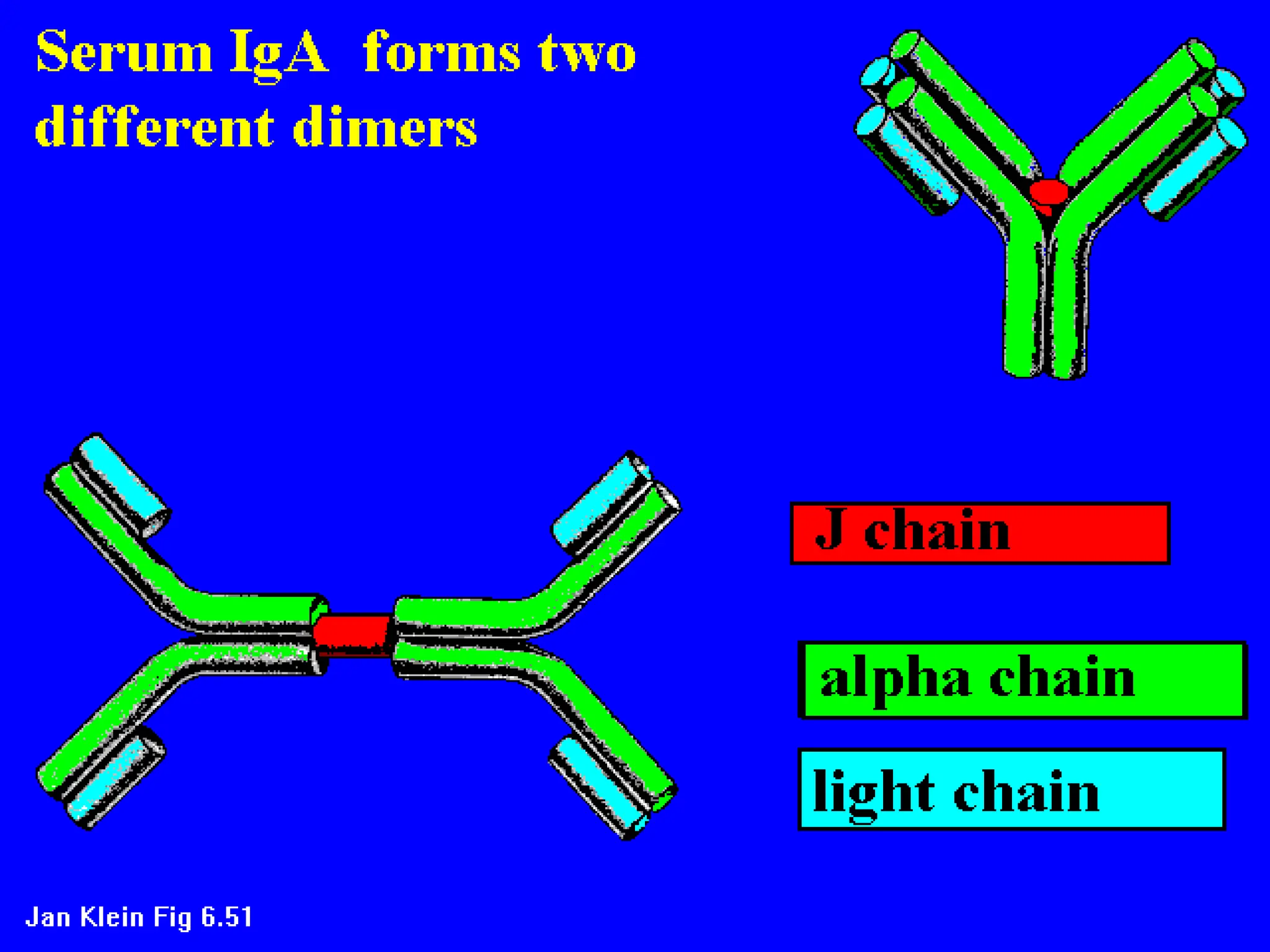 Immunoglobulin Structure and function.ppt