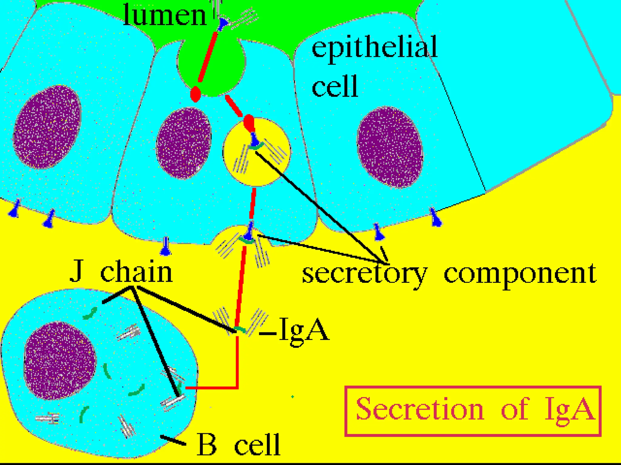 Immunoglobulin Structure and function.ppt