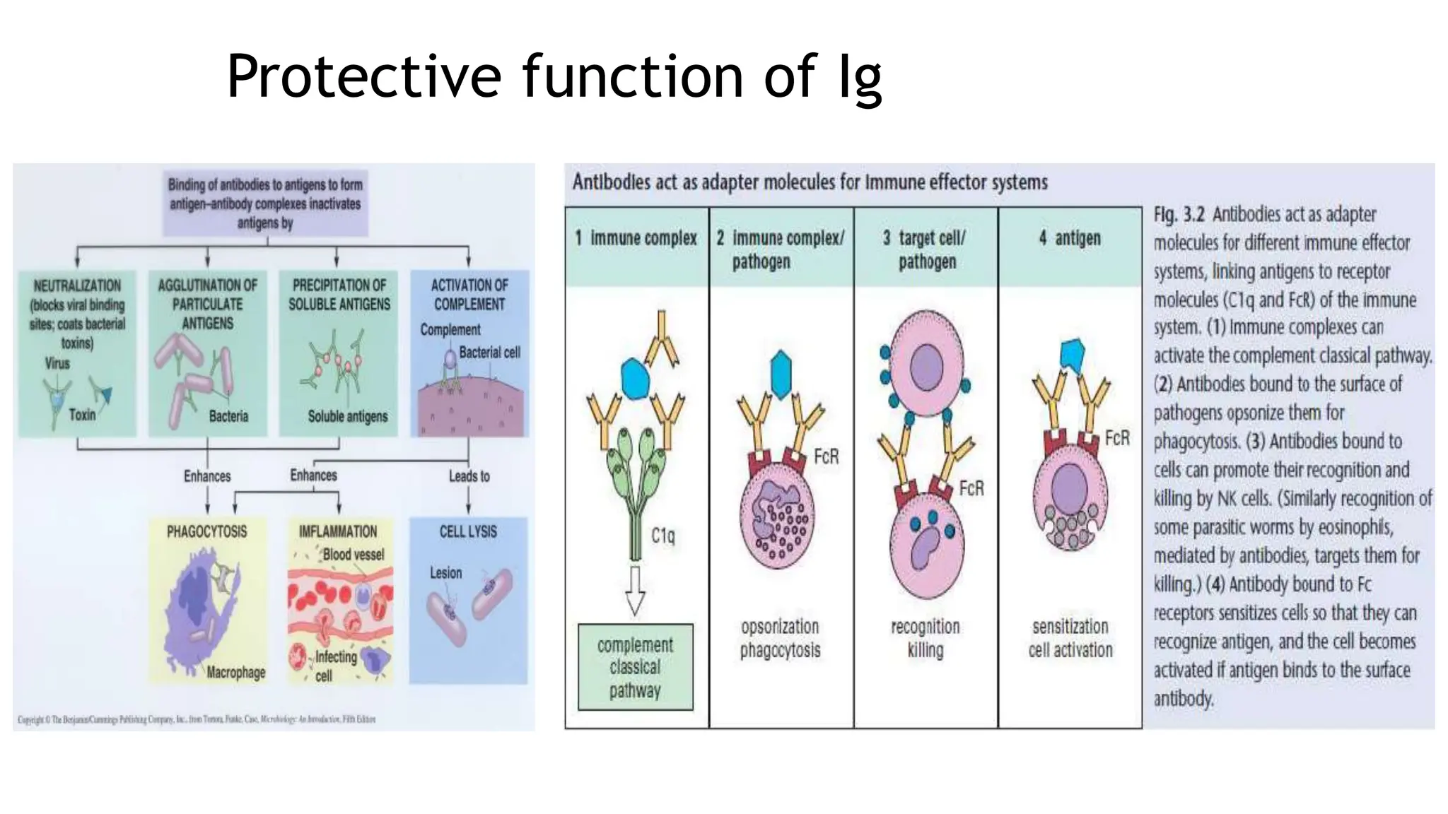 Immunogloblin.pptx