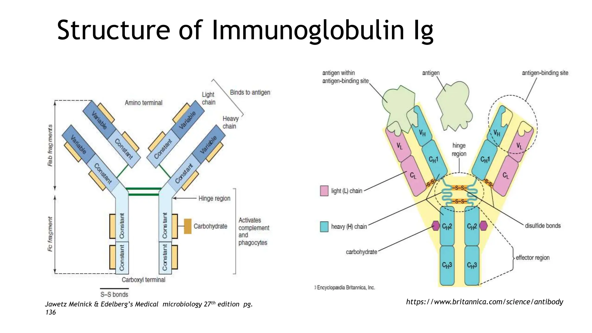 Immunogloblin.pptx