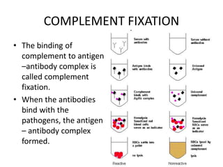 Immunoglobulin | PPTX | Infectious Diseases | Diseases and Conditions