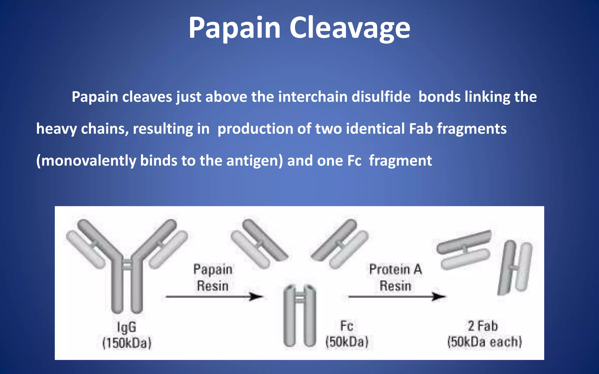 Immunoglobulin | PPTX