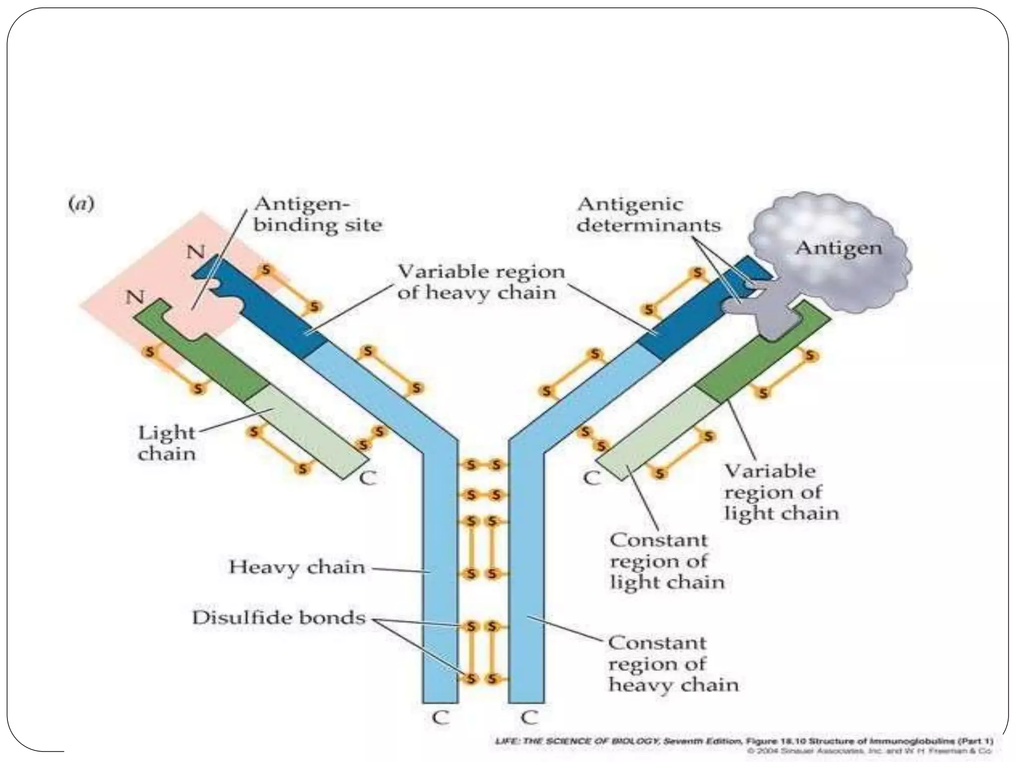 Immunoglobulin,-Antibody structure, definition, structure, types, functions, | PPTX