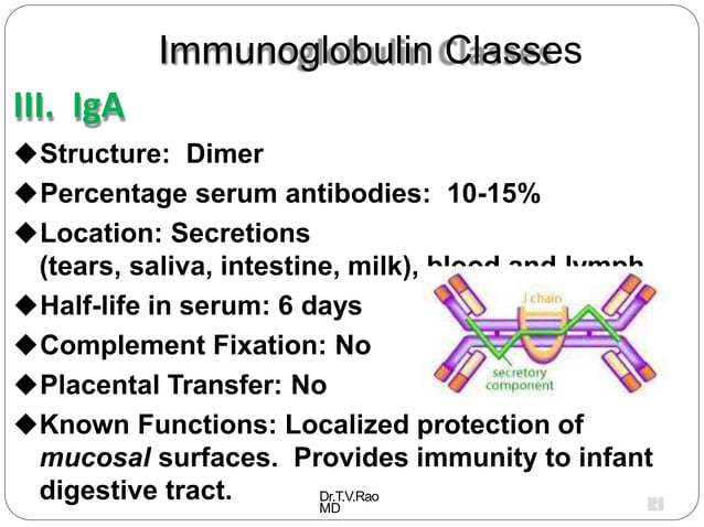 Immunoglobulin,-Antibody structure, definition, structure, types ...