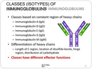 Immunoglobulin,-Antibody structure, definition, structure, types ...
