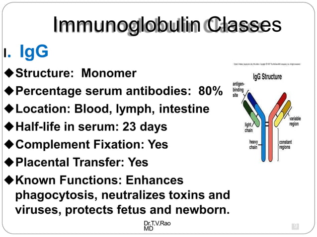 Immunoglobulin,-Antibody structure, definition, structure, types ...