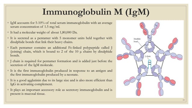 Immunoglobulin.pptx