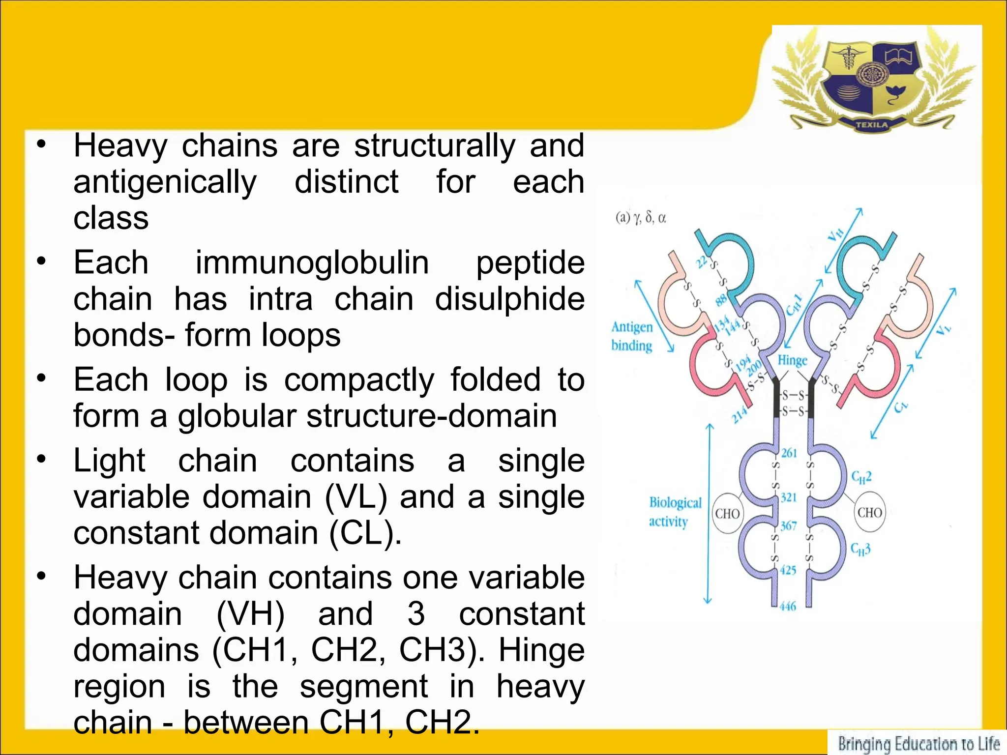 Immunoglobulin.pptffffffffffugfygsygfysgyg | PPT