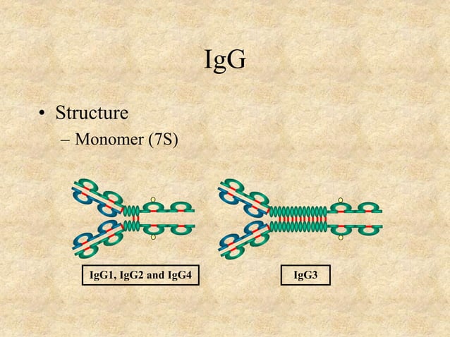 Immunoglobulin- Structure and Function.ppt | Blood Disorders | Diseases ...