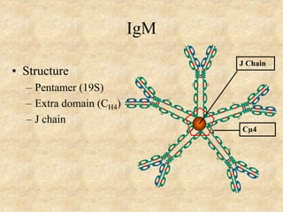 Immunoglobulin- Structure and Function.ppt