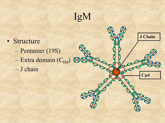 Immunoglobulin- Structure and Function.ppt | Blood Disorders | Diseases ...