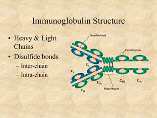 Immunoglobulin- Structure and Function.ppt