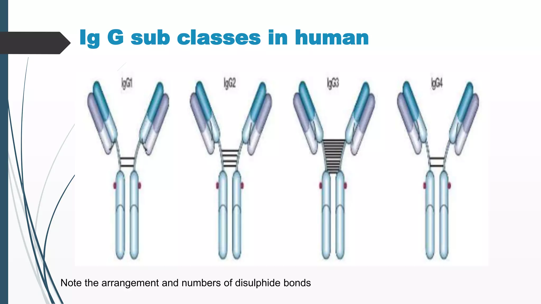 Immunoglobulin classes | PPTX