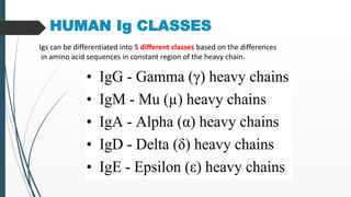 Immunoglobulin classes | PPTX