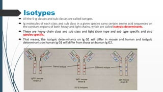 Immunoglobulin classes | PPTX