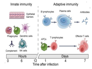 Immunoglobulin def.cvid