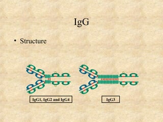 Immunoglobulines | PPT