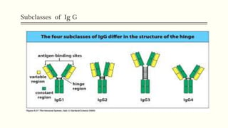 Immunoglobulin g | PPTX