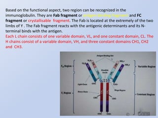 Immunoglobulin or antibody and their types | PPTX