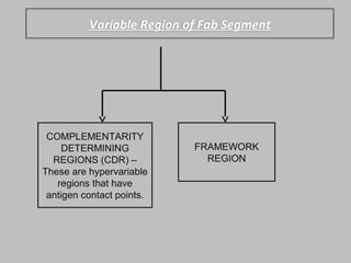 Immunoglobulins- Explained | PPT