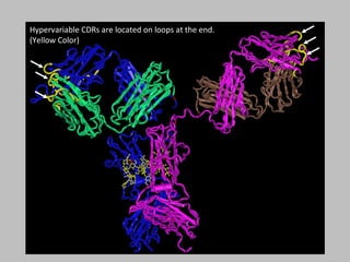 Immunoglobulins- Explained | PPT