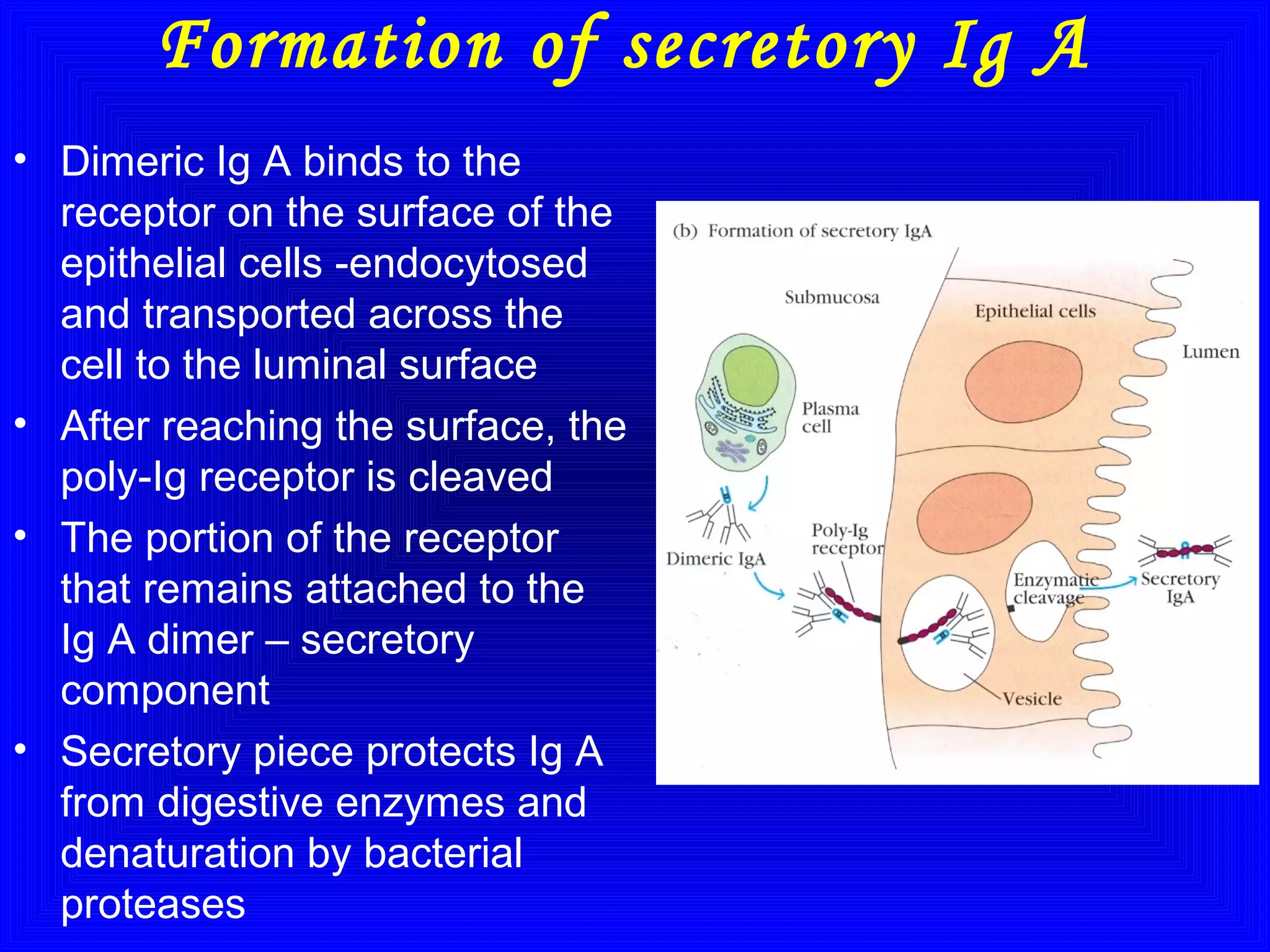 Immunoglobulins | PPT