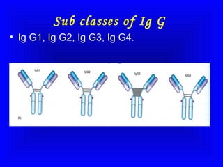 Immunoglobulins | PPT