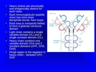 Immunoglobulins | PPT