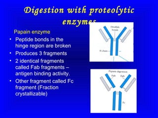 Immunoglobulins | PPT